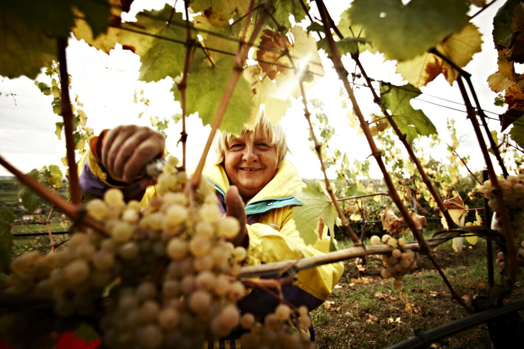 Weingut Loimer GmbH - Regionalfux - Regionale Produkte & Dienstleistungen
